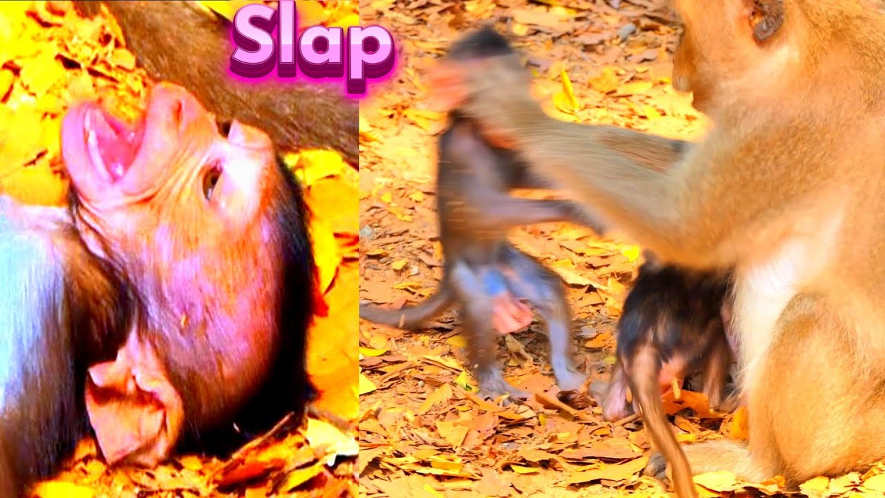 Really Put Many Slaps Seriously Fall Down Immediately Without A Little ...