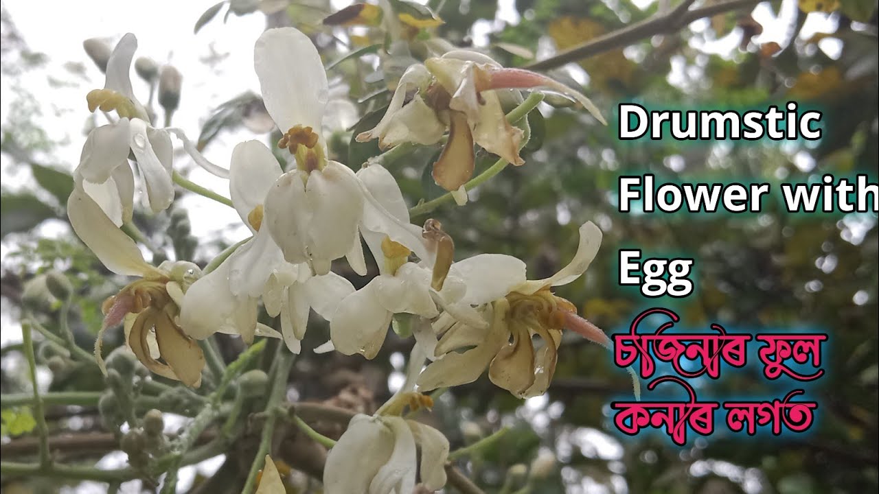 Drumstick flower fry \\ চজিনা ফুলৰ ভাজি@paakghoroloiahok - YouTube