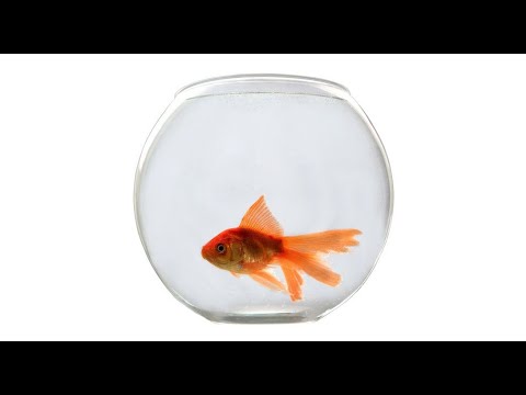 (Love Song, with Two Goldfish)- Poetry Video Project - YouTube