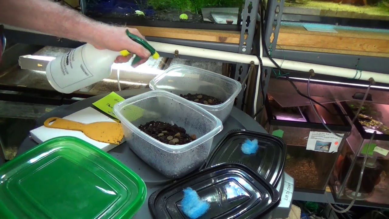 Grindal Worm Starter from the Internet - YouTube