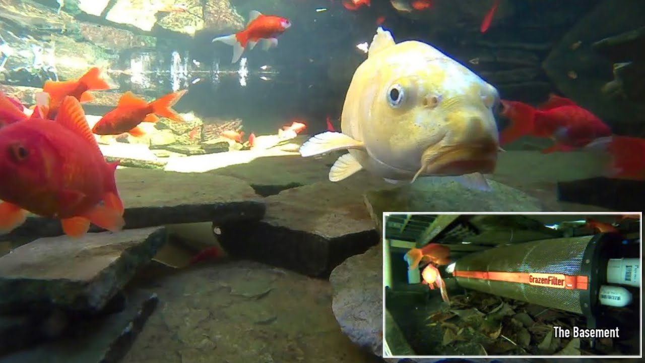 Pond with a Basement - YouTube