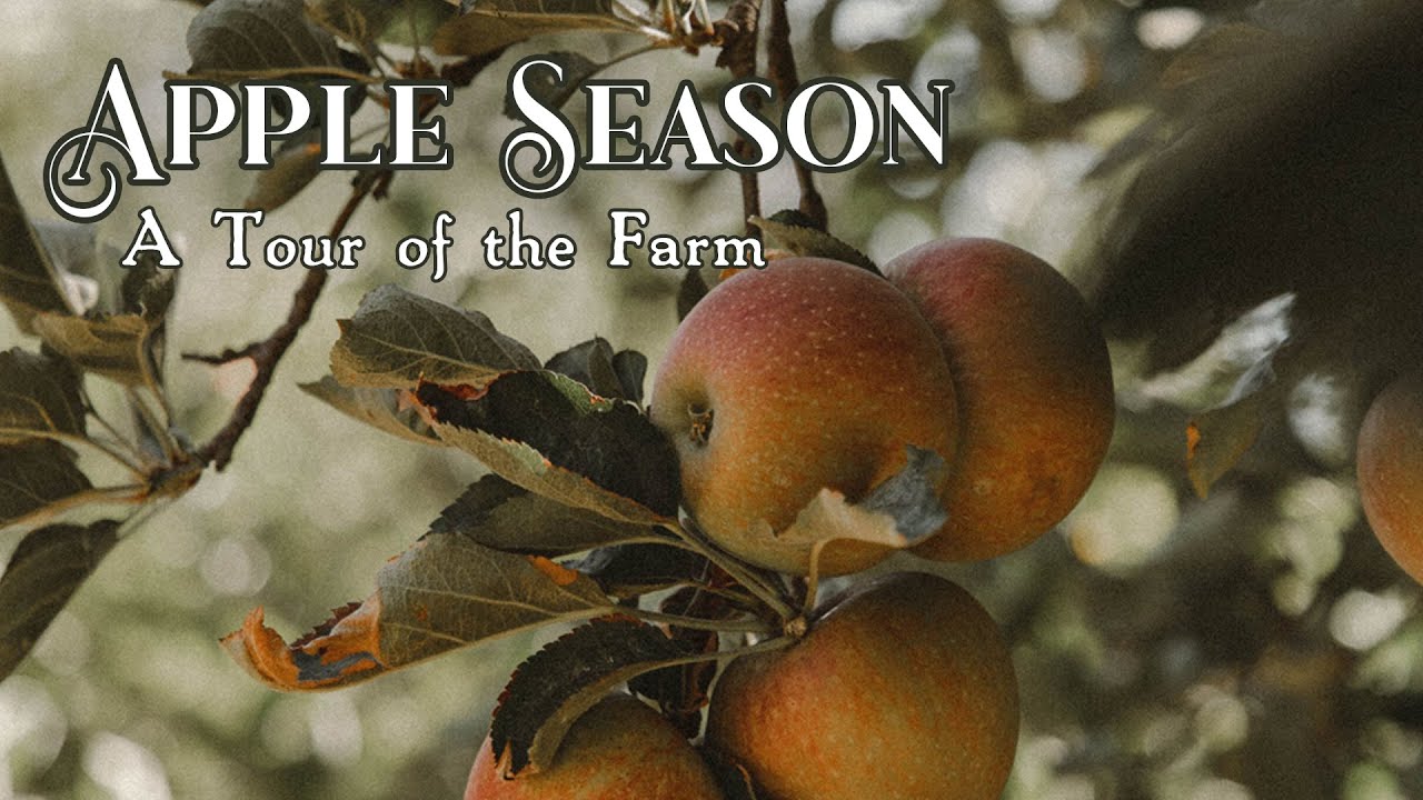 Apple Season! A Tour of Los Rios Rancho! - YouTube