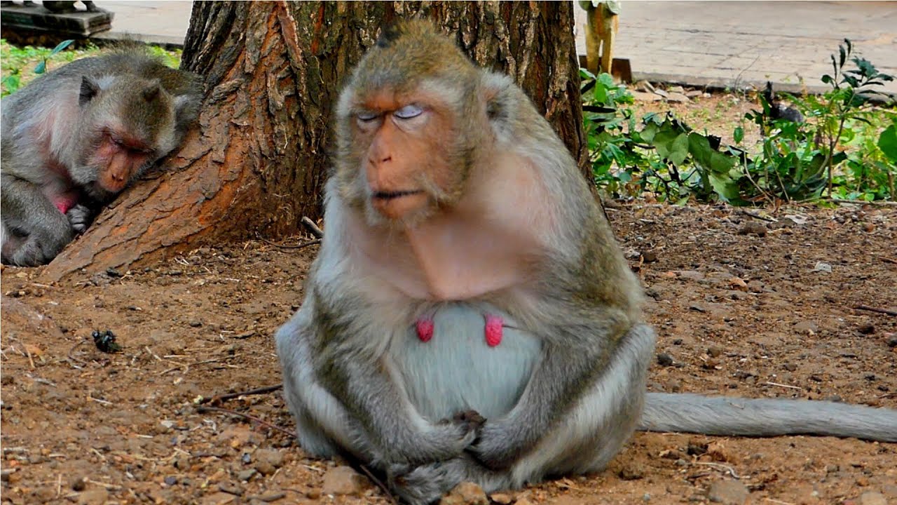 Pregnant monkey Emila rests from fatigue - YouTube