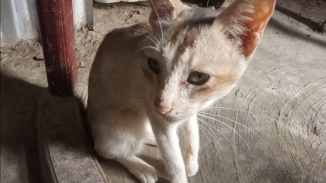 very agry cat - YouTube