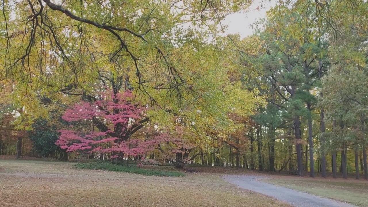 Fall foliage in Mississippi 2020 - YouTube