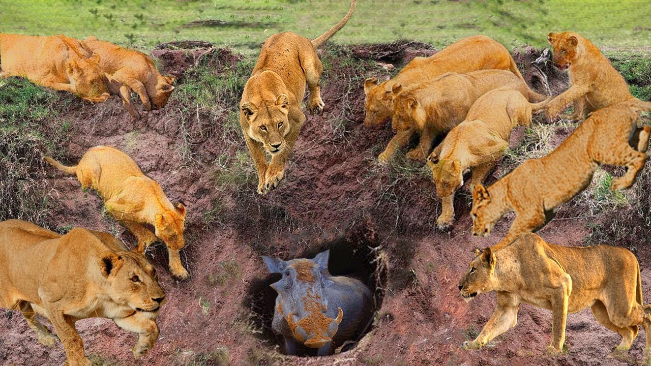 Brave Warthog Confronts with Hyena, Lion, Leopard in the Hole, Warthog ...