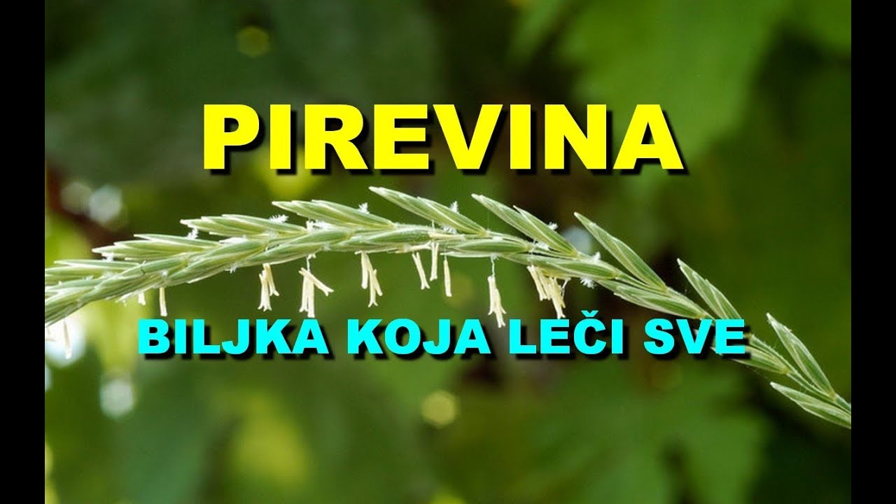 PIREVINA - BILJKA KOJA LEČI SVE - YouTube