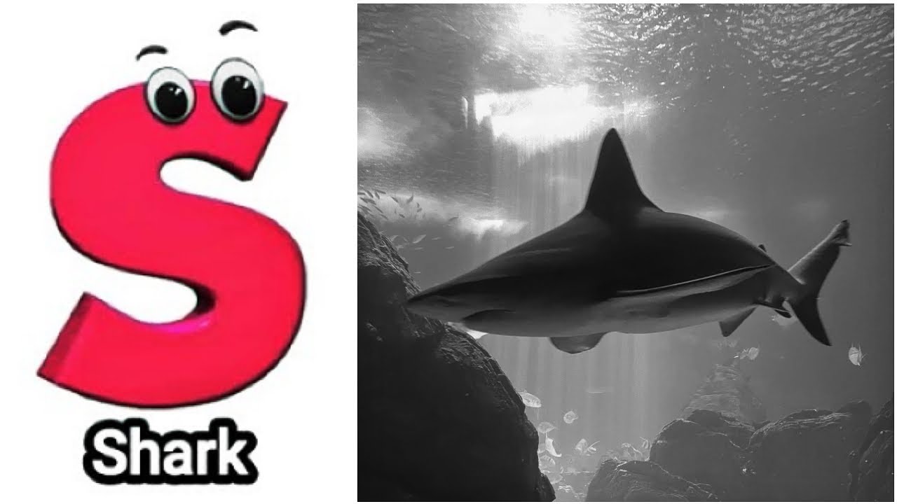 ABC Song | Sea 🦈 Animals ABC Song | Phonics for Kids | Learn ABC | Baby ...