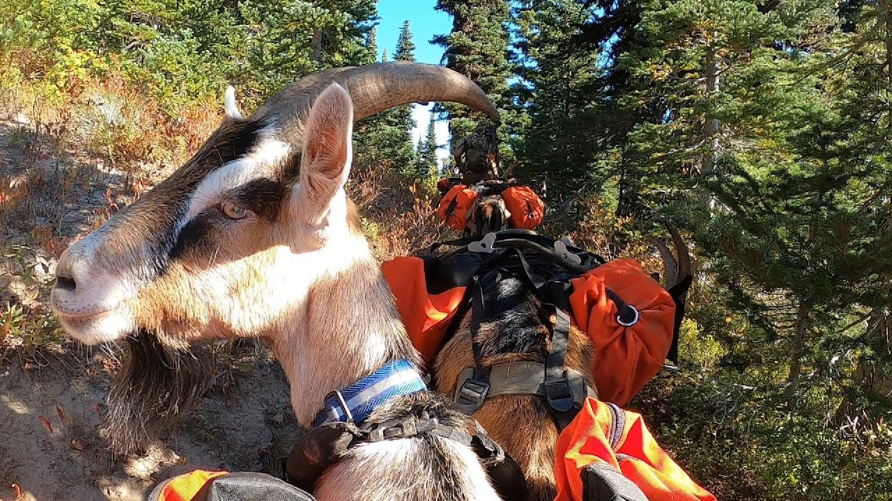 2025 Washington back country Pack goat Archery elk hunt - YouTube