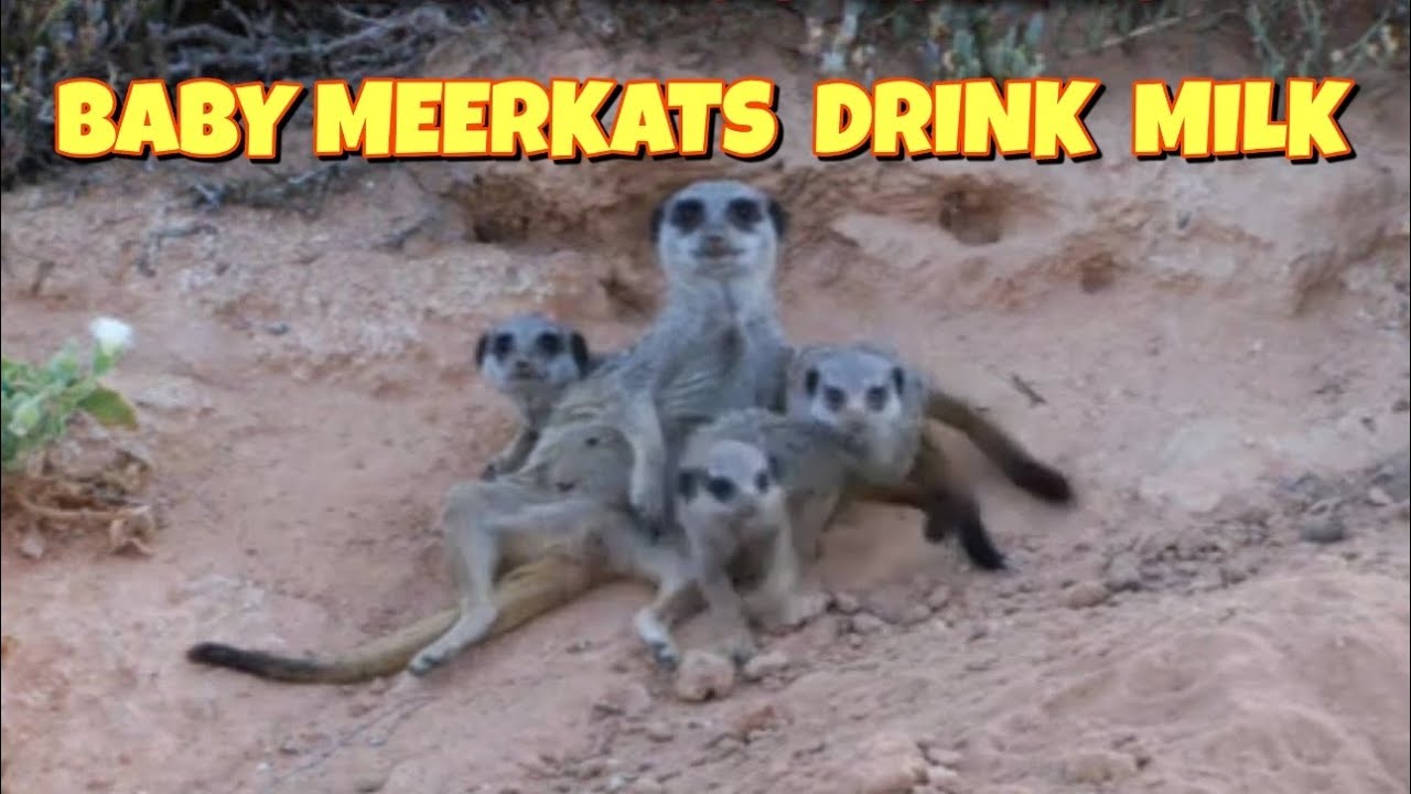 BABY MEERKATS DRINK MILK FROM TIRED MOTHER MEERKAT AT SUNSET ☆ WHITE ...