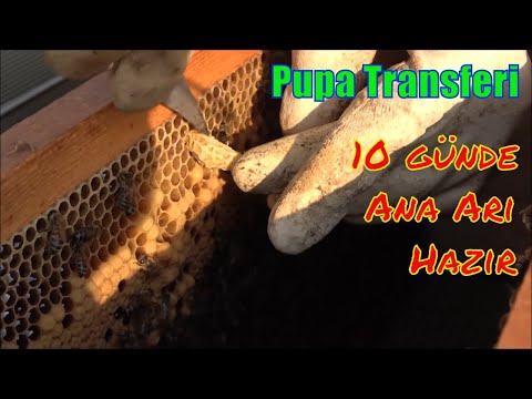 Hızlı Kovan Bölme Yöntemi