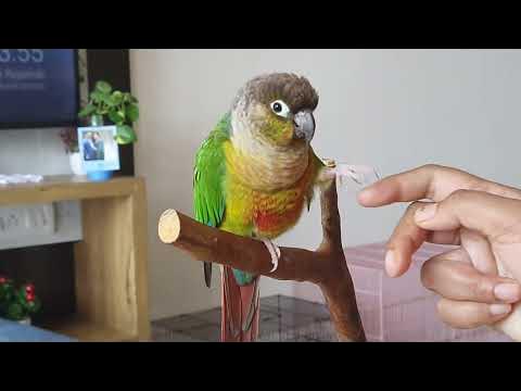 How to train your Conure / bird - YouTube