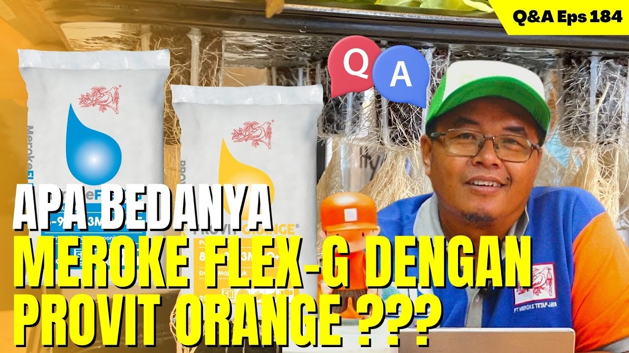 PROVIT ORANGE & MerokeFLEX-G Apa Bedanya | Q&A #184 - YouTube