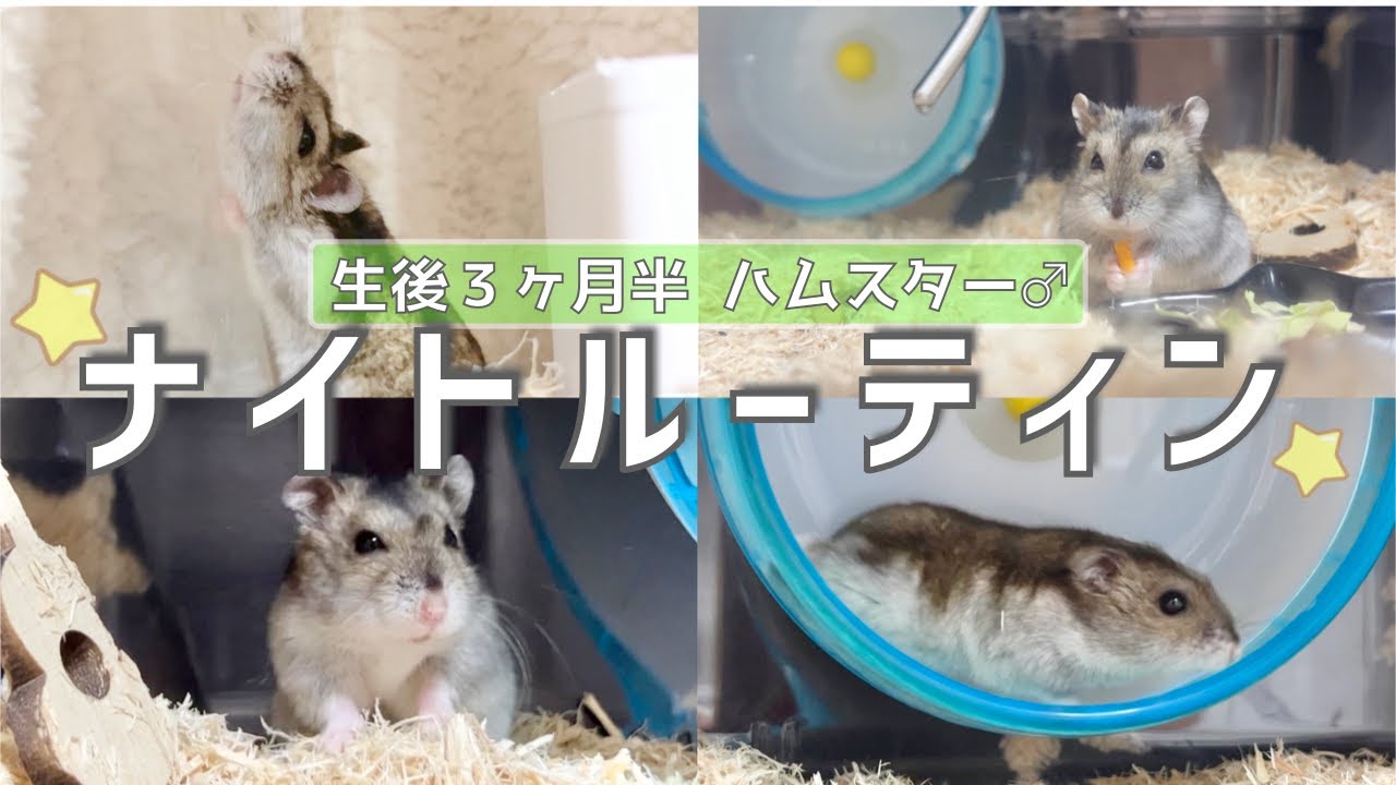【ナイトルーティン】24時半に起きてから飼い主が寝るまでのハムスターの過ごし方★hamster night routine - YouTube