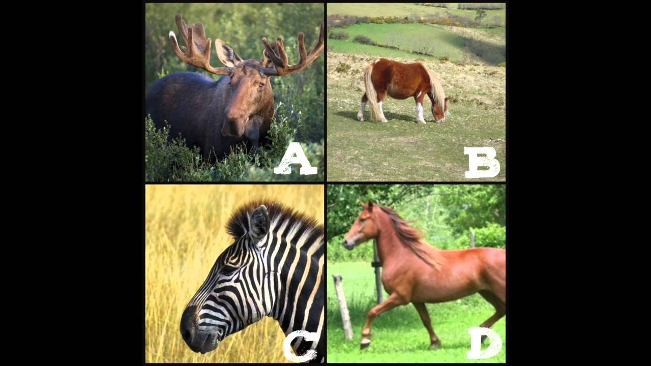 Blake's Daily Lesson Equus Family - YouTube