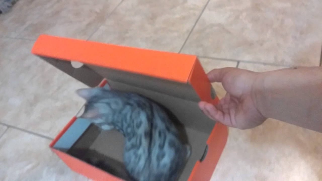 Kasper the cat - box trick - YouTube
