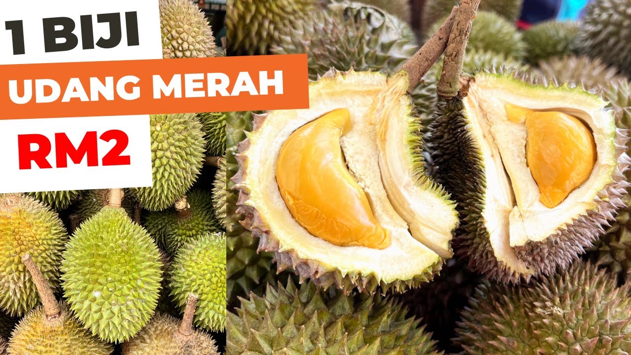 DURIAN UDANG MERAH sebiji Rm2 ( ss2 durian - YouTube