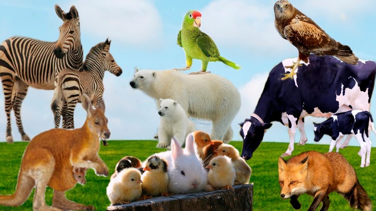 Cute Little Farm Animal Sounds -Goat, Cow, Pig, Lion,Giraffe - Animal ...