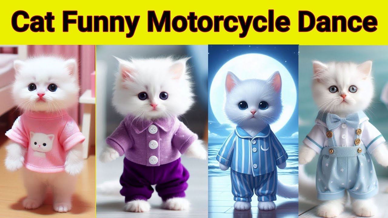 Cat Funny Dance: Cat Motorcycle Dance | Cat Bike Reaching Dance Funny ...