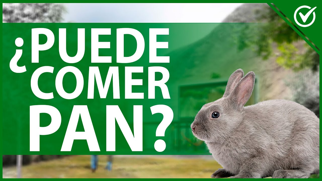 🐰 ¿Los Conejos Pueden Comer Pan? - Consecuencias y Alternativas ...