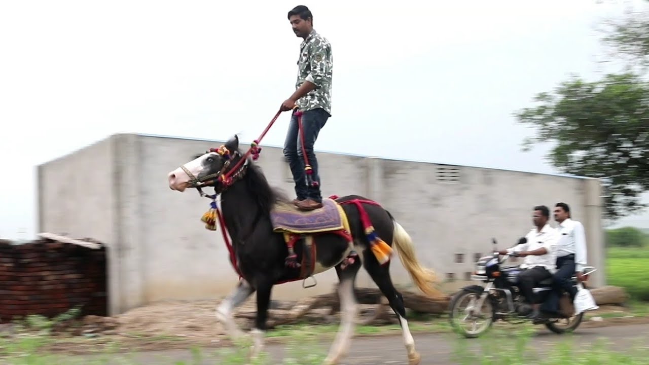 Best kathiyawadi REVAL GHODI || ANIMAL_CULTURE || HORSE love - YouTube