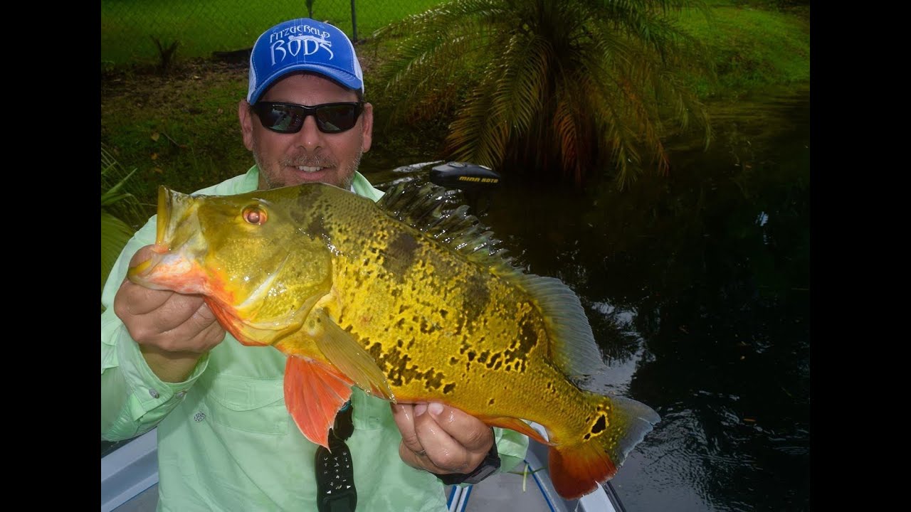 Miami "Urban Jungle" Butterfly Peacock Bass Fishing - YouTube