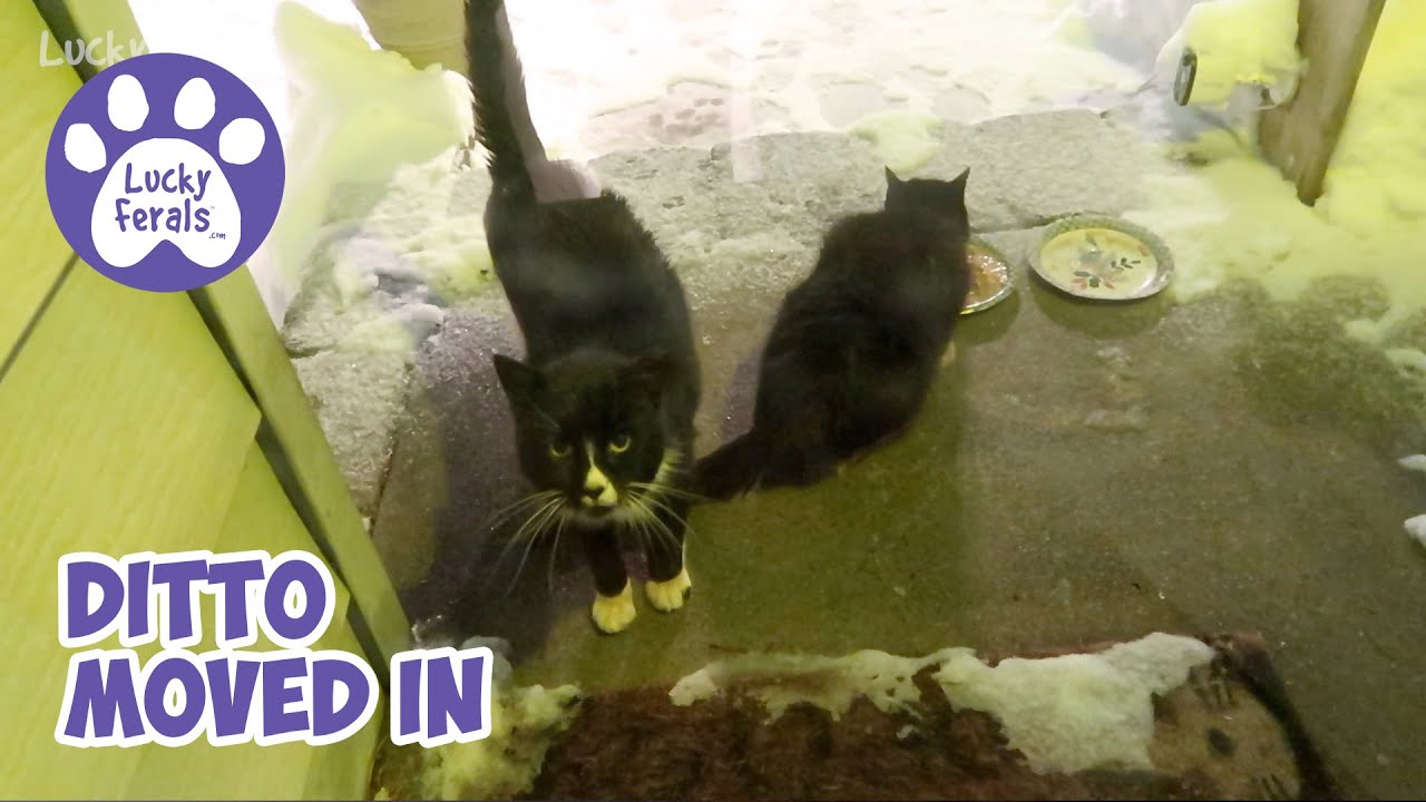 A Massive Snow Storm, Ditto Moved In * S4 E99 * Cat Videos Winter - YouTube