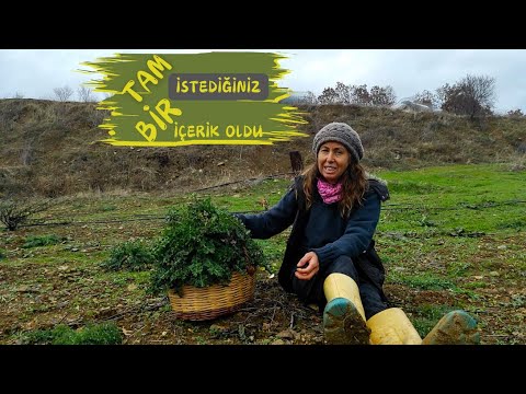 TÜYLÜ ACIMIK ve TÜRKMEN DÜDÜĞÜ OTU (Sonchus Oleraceus) / Çok Yakından Çektim