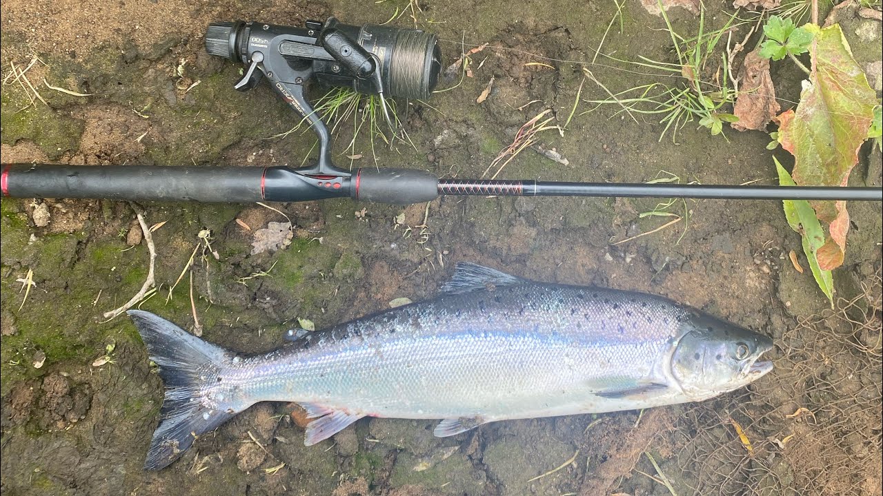 Salmon Fishing River Roe - YouTube