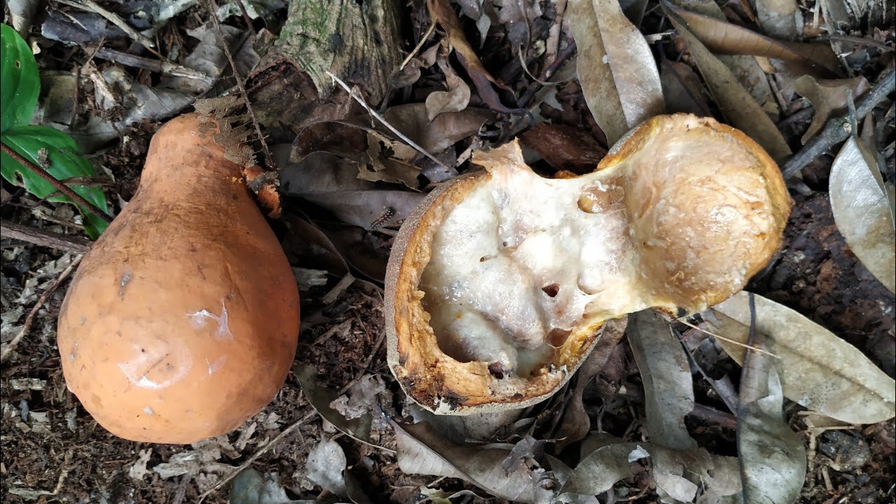 Willughbeia elmerii and sarawakensis - foraging two species of Borneo ...