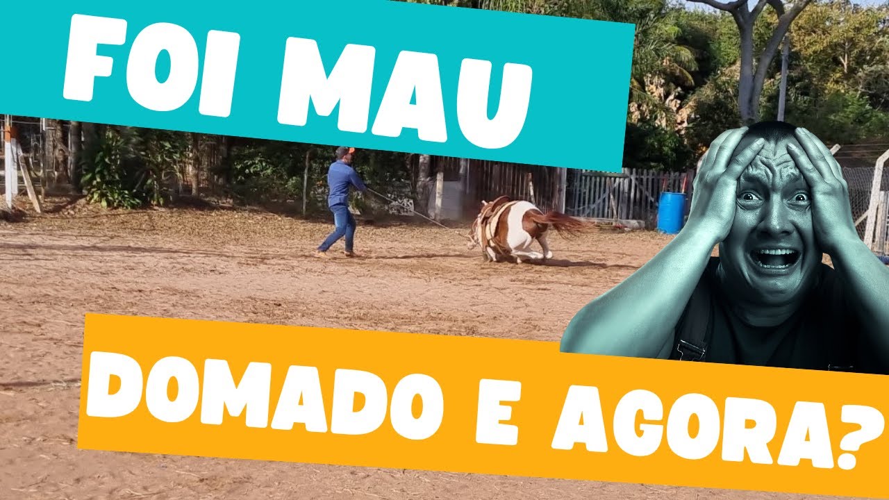 Como treinar um animal mau domado para ficar bom pra passeio . Cavalo ...
