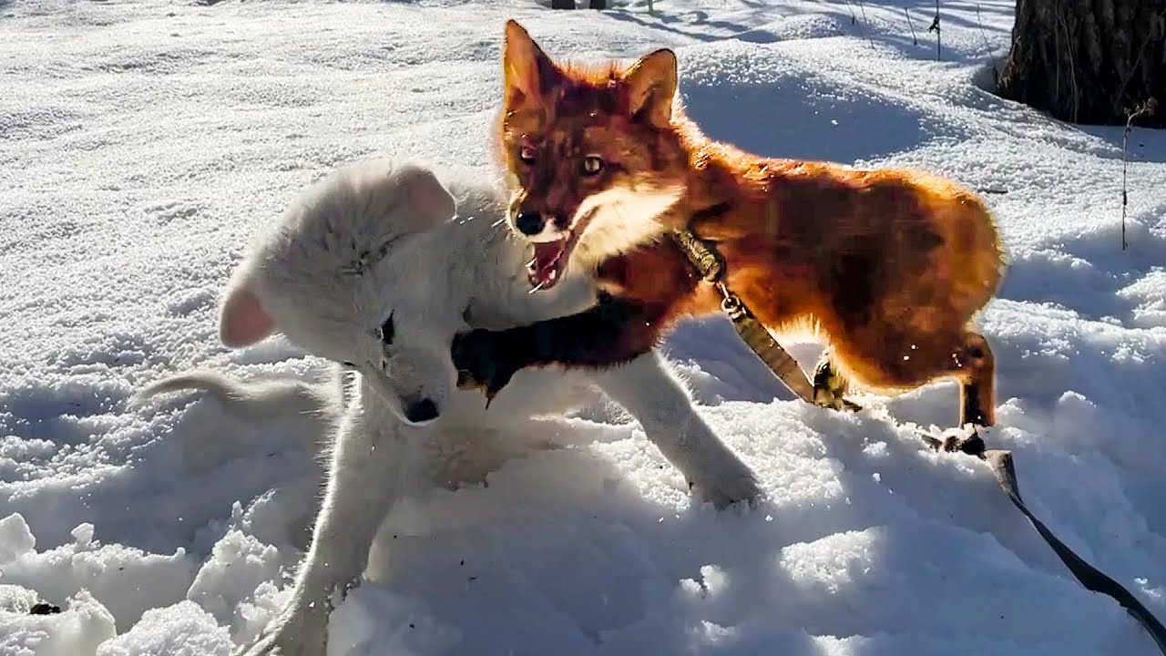 Friendship of a fox and a puppy | Fox walks with a puppy for the first ...