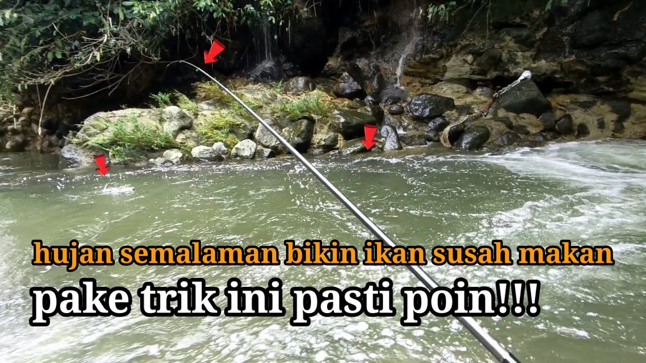 HUJAN SEMALAMAN BIKIN IKAN MOGOK MAKAN // PAKE TRIK INI PASTI POIN ...