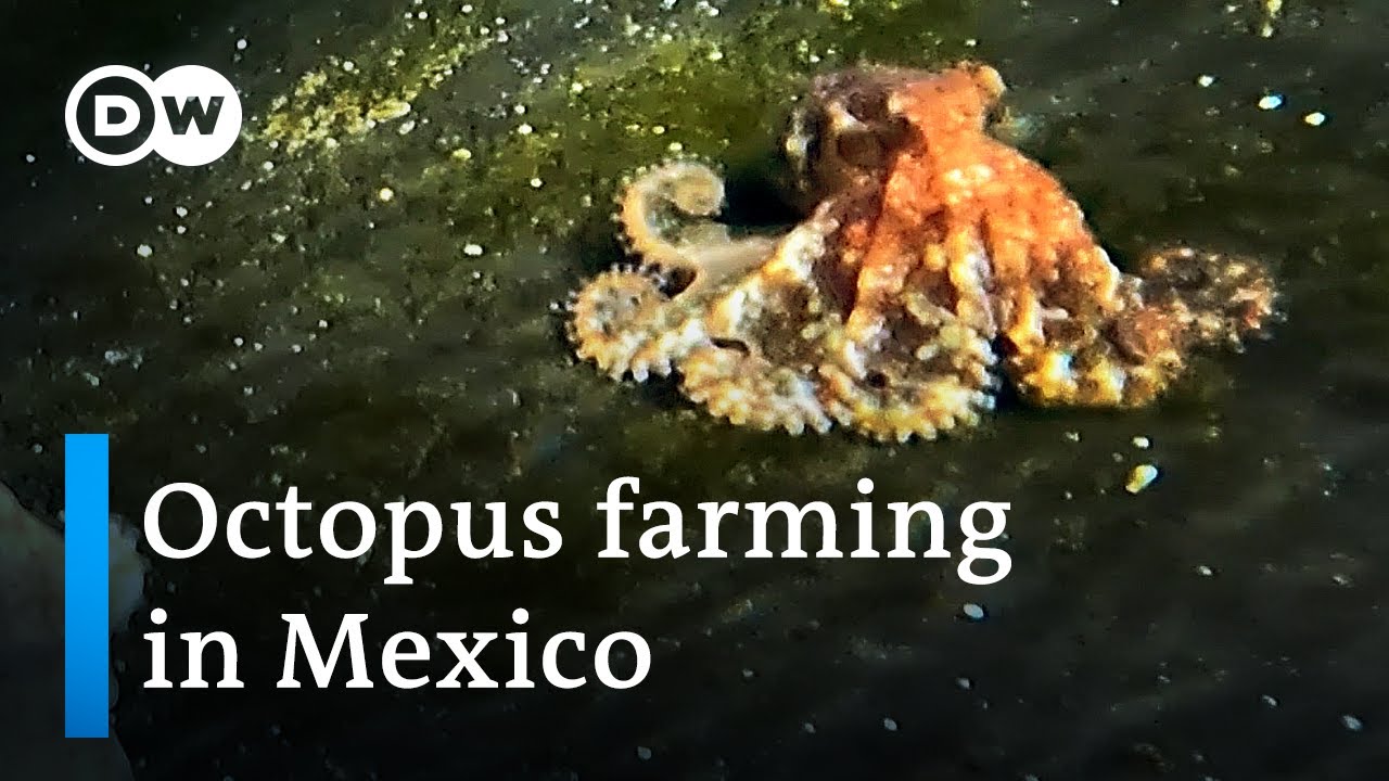 Is octopus farming sustainable? | Global Ideas - YouTube