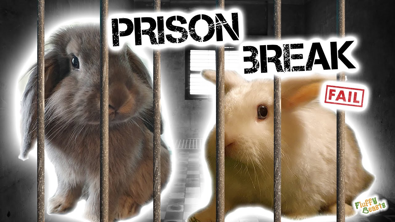 Prison Break Fail | Bunny Rabbit Comedy | Funny | Jailed for EURO 2020 ...