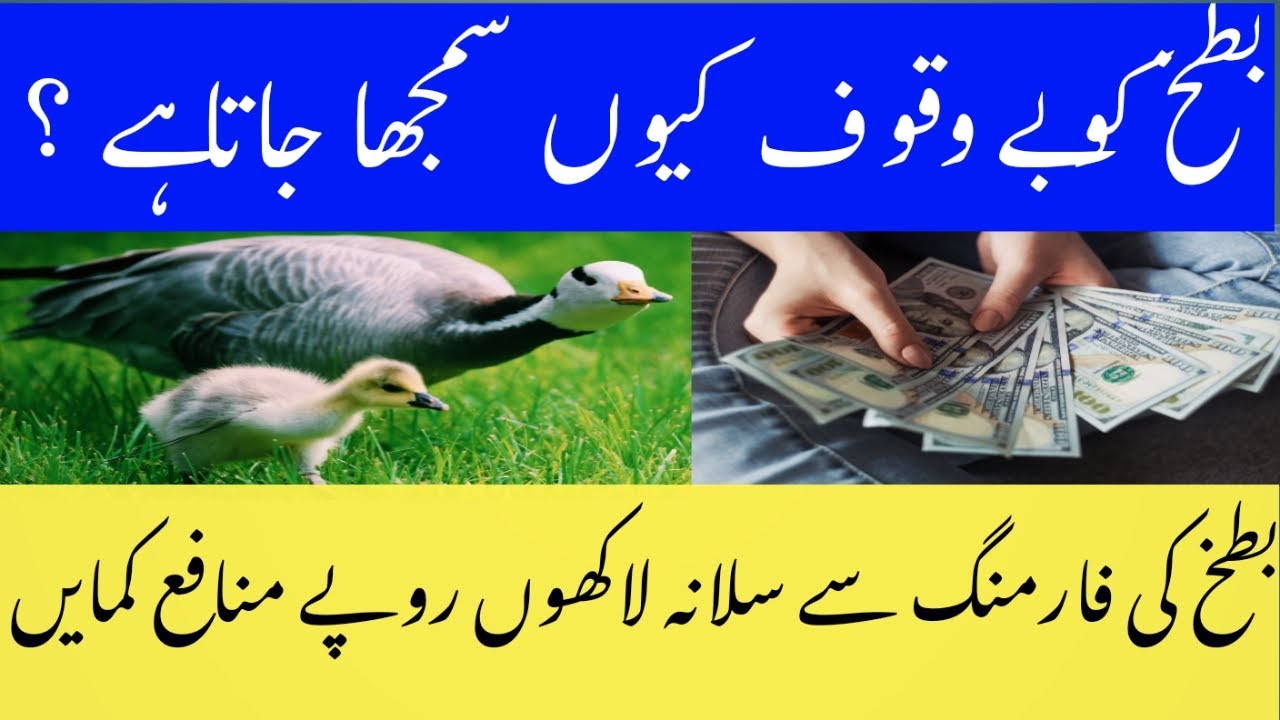 Interesting Facts about Duck l Duck Farming l Batakh information in ...