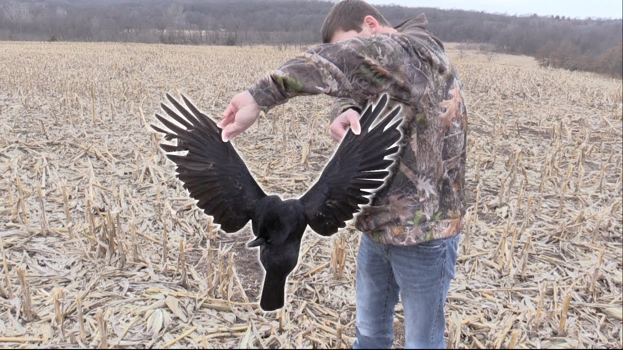 FIRST 2018 Iowa Crow Hunt - YouTube