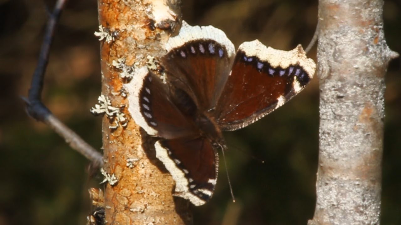 Траурница / Nymphalis antiopa / Mourning cloak - YouTube