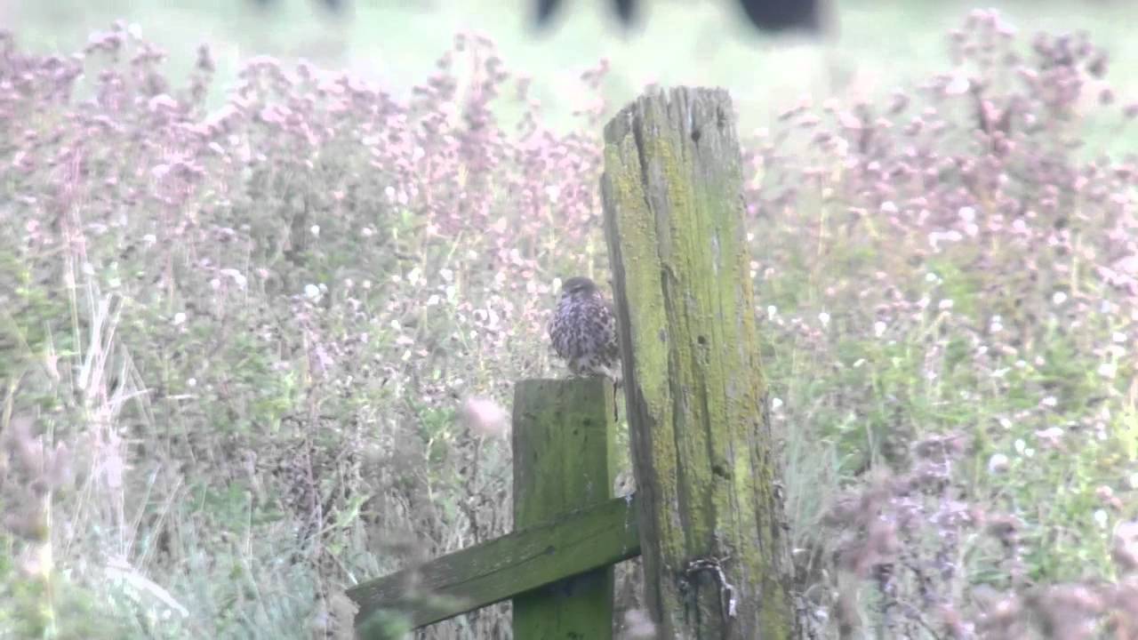 Merlin - Saltholme RSPB, Durham - YouTube