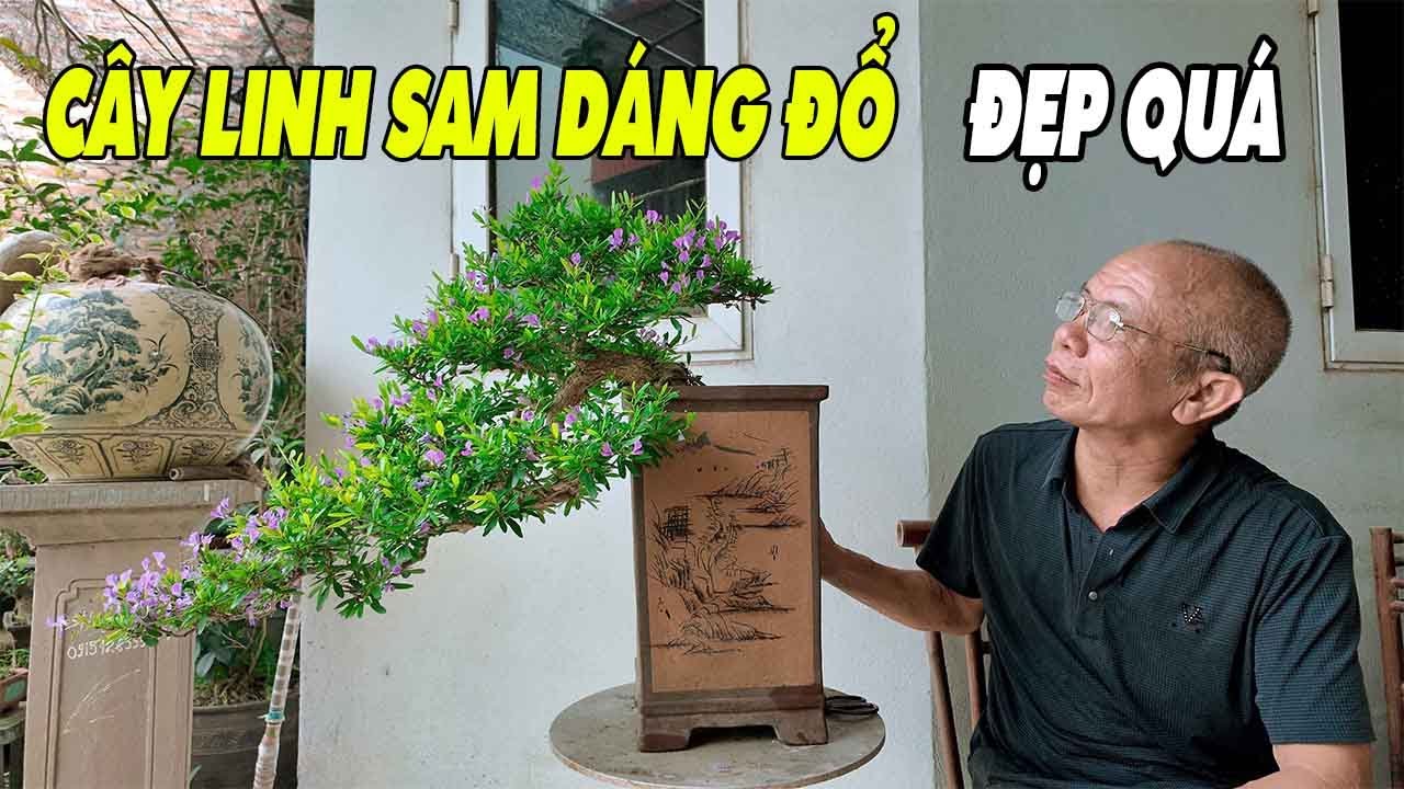 Tác Phẩm Linh Sam Sông Hinh Tâm Đắc Nhất Của Nguyễn Huynh - YouTube