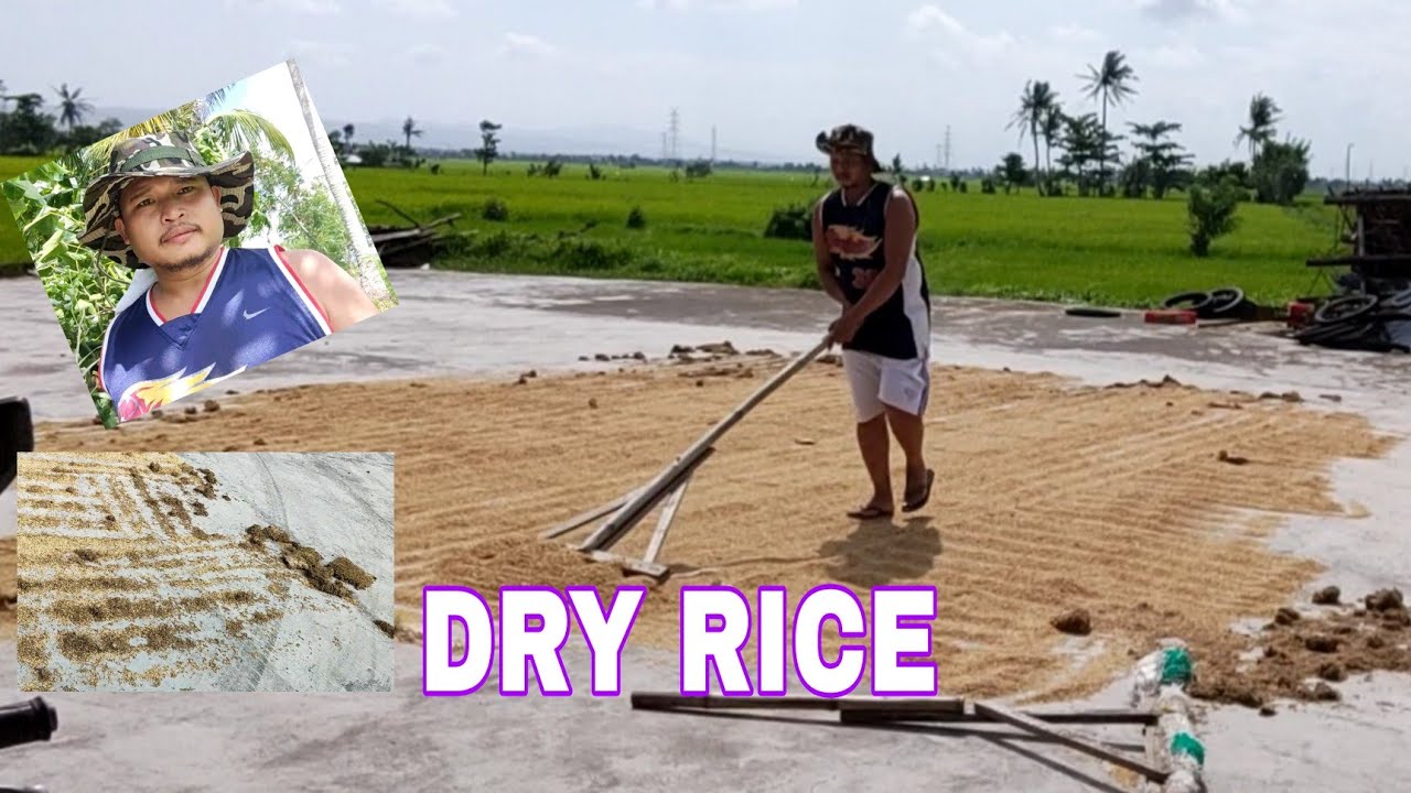 SUN DRYING RICE GRAIN - YouTube