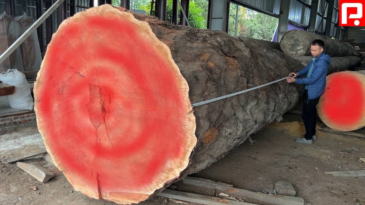 Saw 1000-year-old giant tree - millions of dollars #1 - YouTube