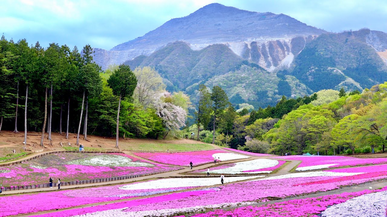 Japan park walk | Mountain Hitsujiyama Chichibu Saitama Japan |Japan ...