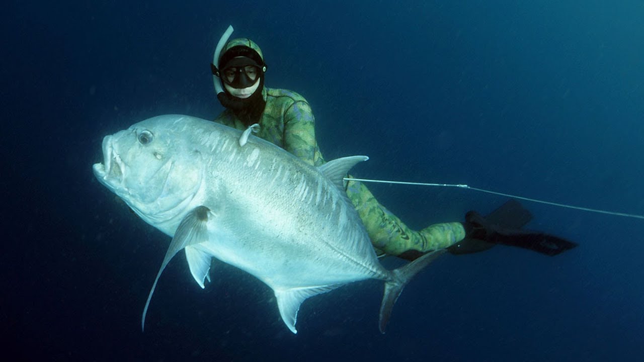Pesca Sub em Moçambique / Spearfishing Mozambique - YouTube