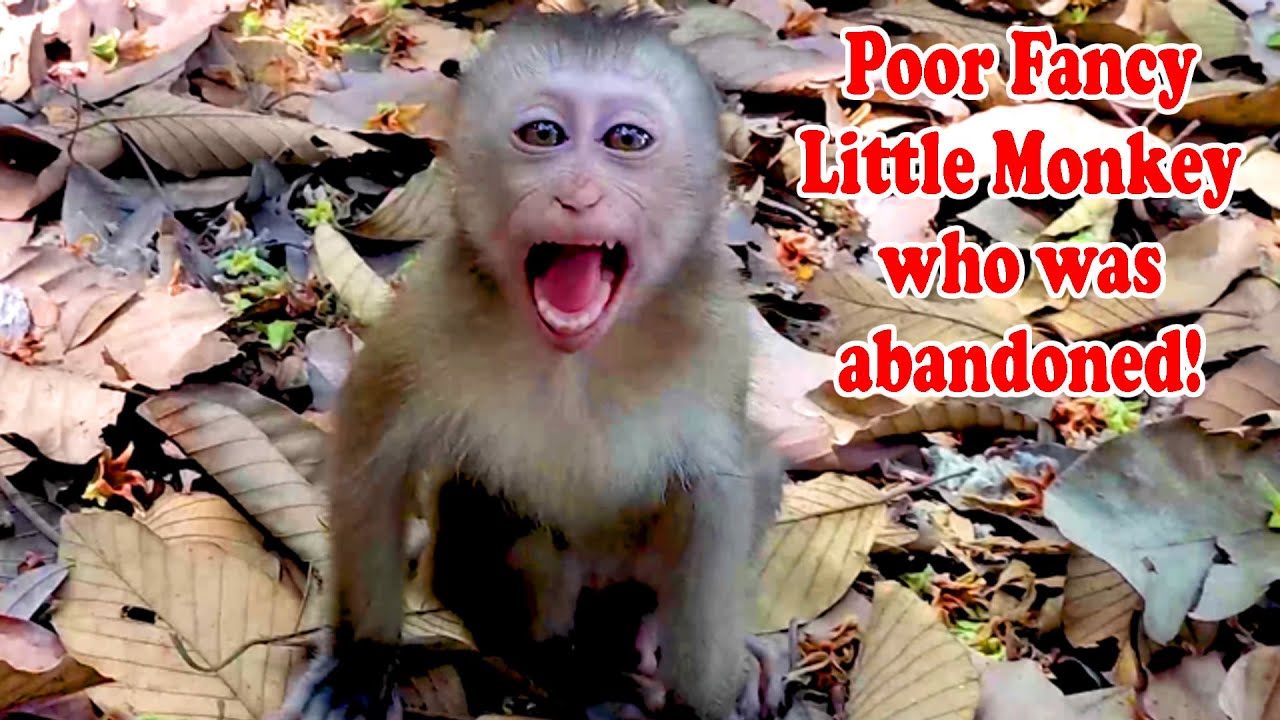 Fancy, little monkey who was abandoned - I'm deeply sad seeing her ...