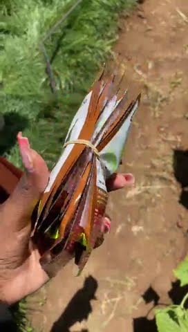 Vuna Okra Seeds. #shortskenya #farming #shortsfeed #organic - YouTube