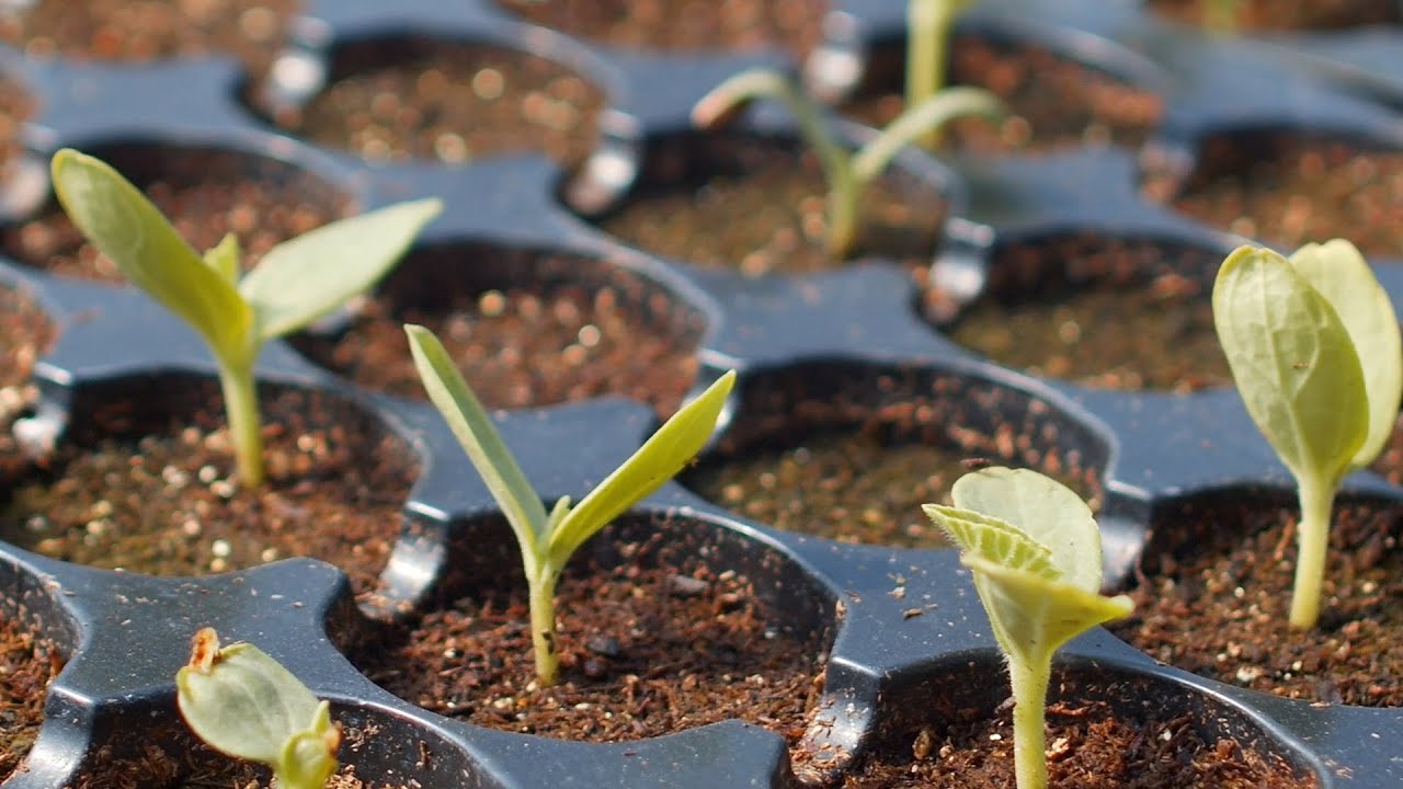 Best Way how to grow the Vegetable water convolvulus in your garden in ...