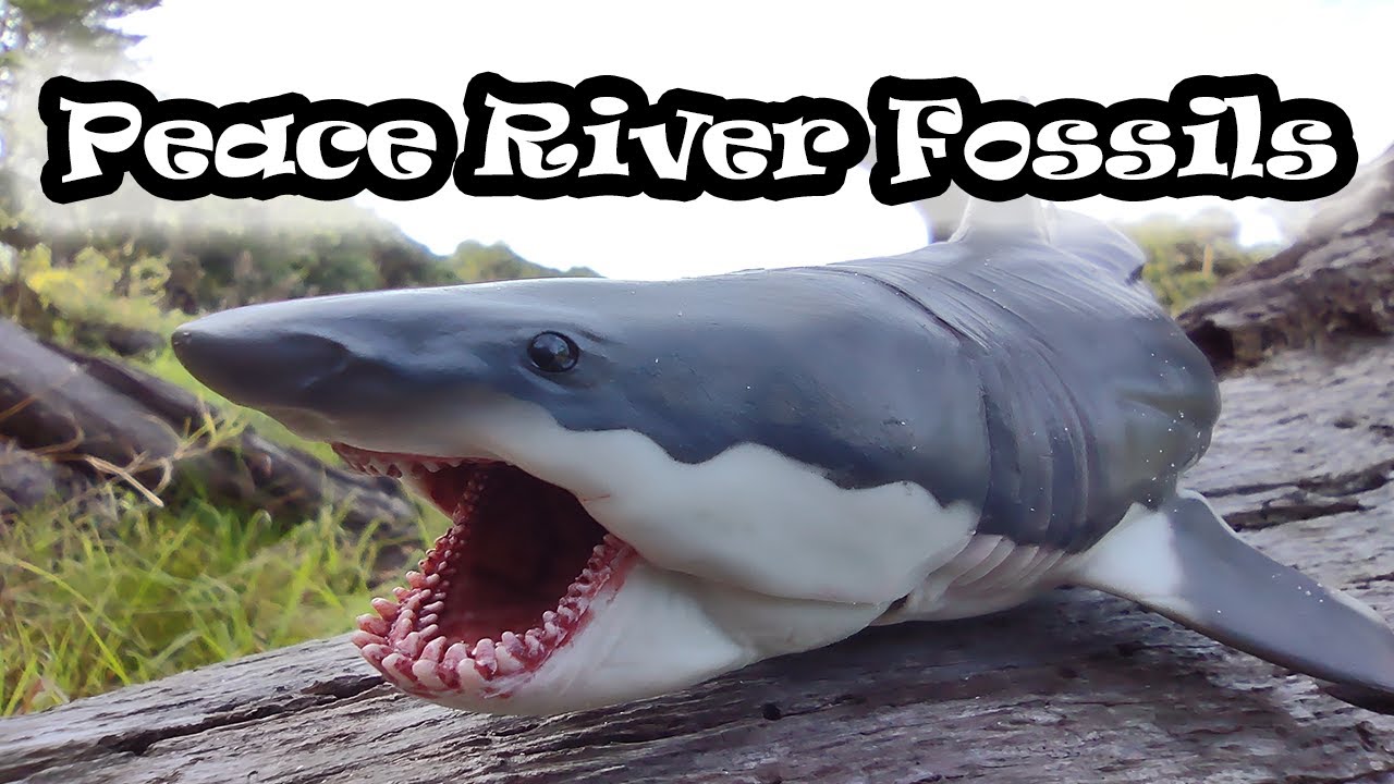 Florida Peace River Shark tooth fossil hunting trip ! #fossils - YouTube