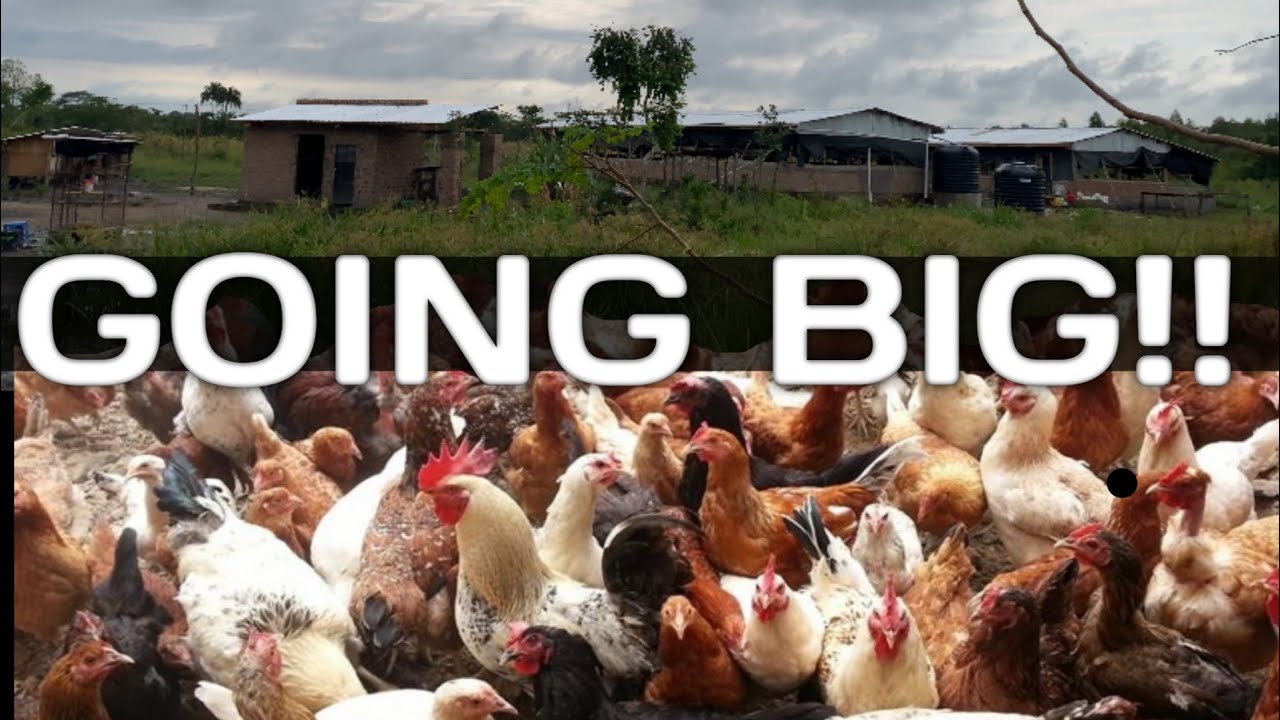10000 LOCAL CHICKEN FARM EP. 2 - 2023 Successful Story - YouTube