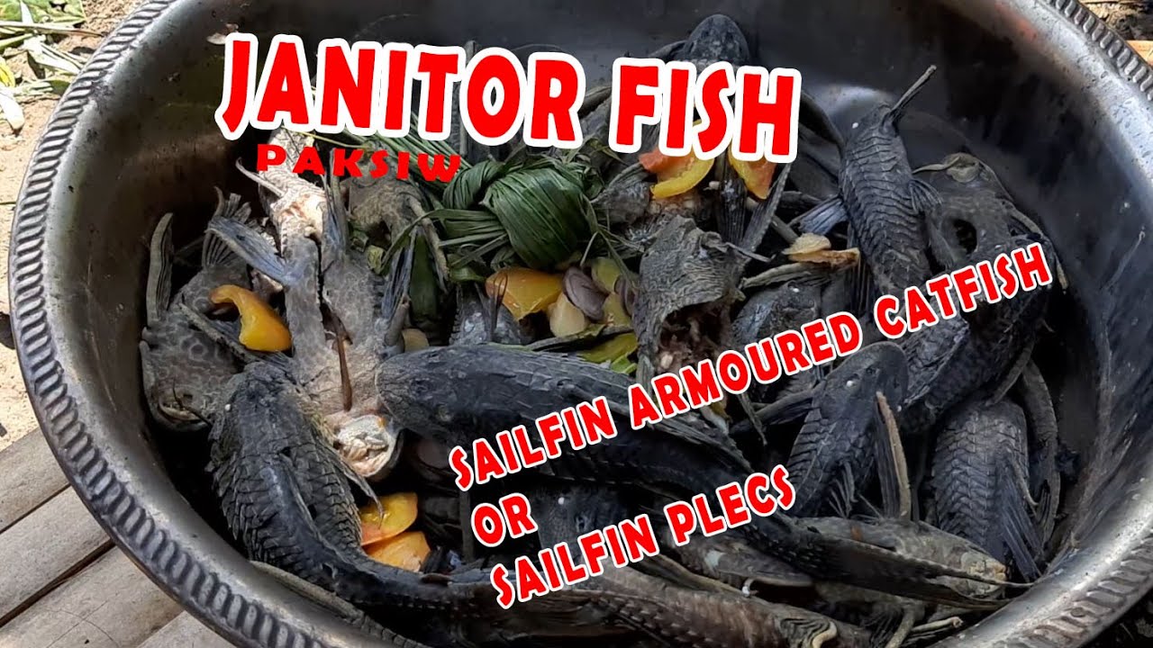 Nakakain kana ba ng JANITOR FISH | MONSTER FISH or Sailfin Armoured ...